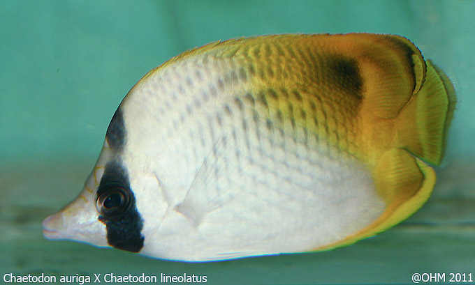 An unusual butterflyfish hybrid of Chaetodon auriga and C. lineolatus | Reef Builders | The Reef ...