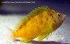 Rare Japanese white-bar fairy basslet and golden hawkfish appear in ...