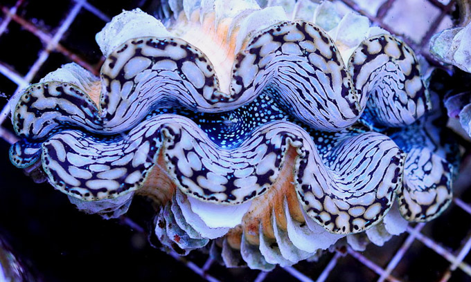 Jaw-dropping giant clams from Samoa appear at Extreme Corals DE | Reef ...