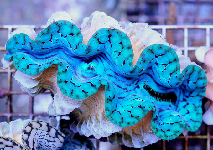 Jaw-dropping giant clams from Samoa appear at Extreme Corals DE | Reef ...