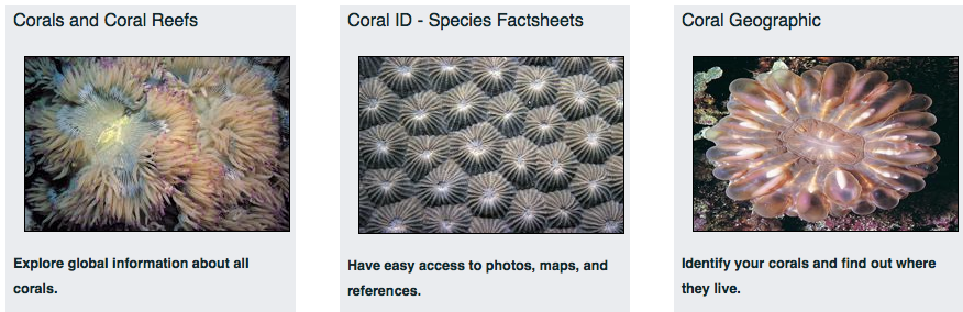 Coral Search becomes Corals of the World online, every stony coral ...