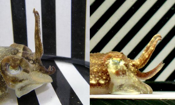 Cuttlefish mimicry pictured in varied detail | Reef Builders | The Reef ...