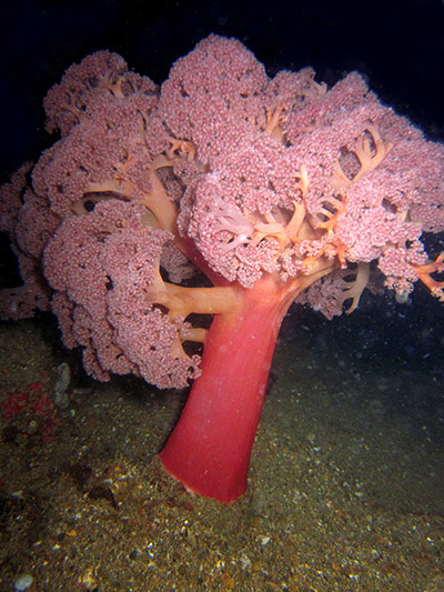 Over 200 new invertebrates and 11 new fish discovered in Philippines ...