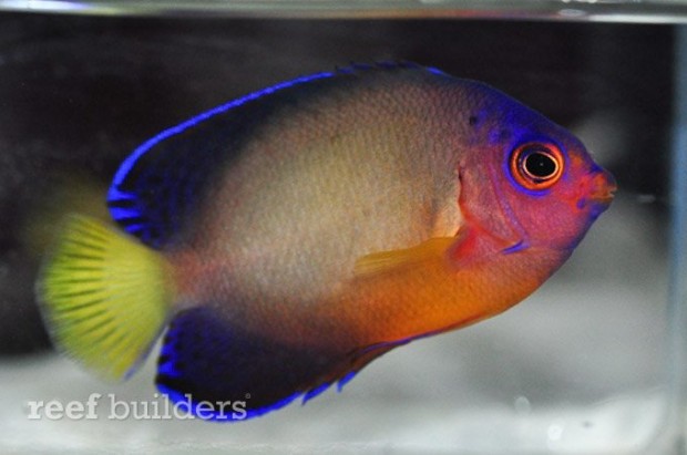 Multicolor coral beauty hybrid specimen shows the beautiful blend of ...