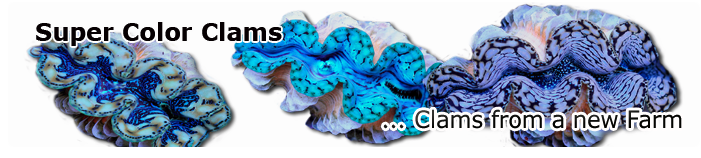 Jaw-dropping giant clams from Samoa appear at Extreme Corals DE | Reef ...