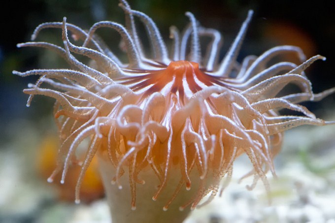 Marcy’s reef is full of sweet azoox corals | Reef Builders | The Reef ...