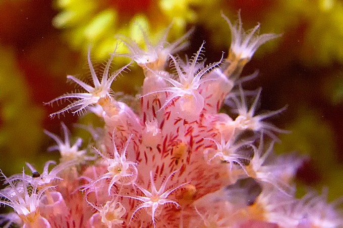Marcy’s reef is full of sweet azoox corals | Reef Builders | The Reef ...