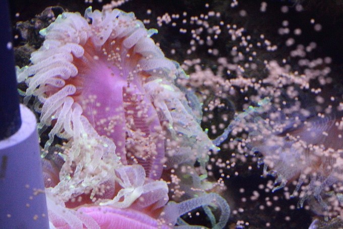 Marcy’s reef is full of sweet azoox corals | Reef Builders | The Reef ...