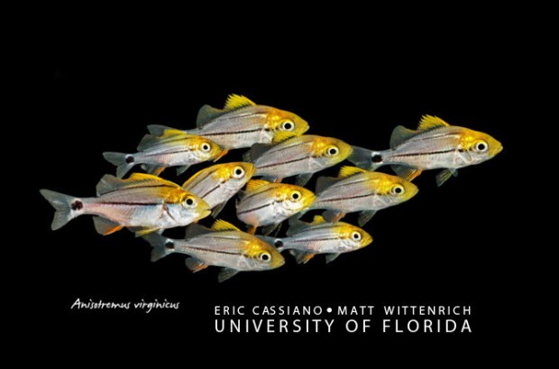 University of Florida & Rising Tide Updates: Dr. Matthew L. Wittenrich ...
