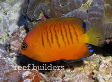 Ferriculus: a flame and rusty angelfish hybrid on display at IMAC West ...