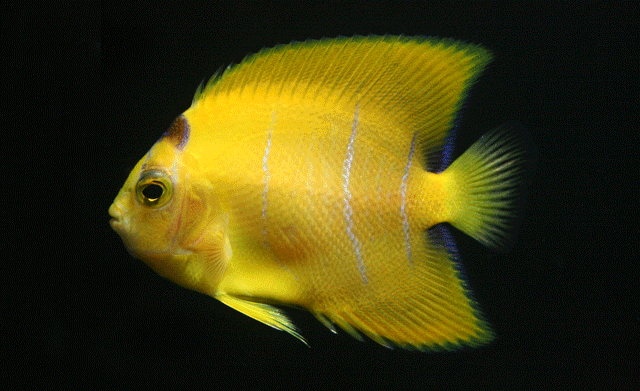 Yellow Holacanthus angelfish is not quite a queen, nor a rock beauty ...