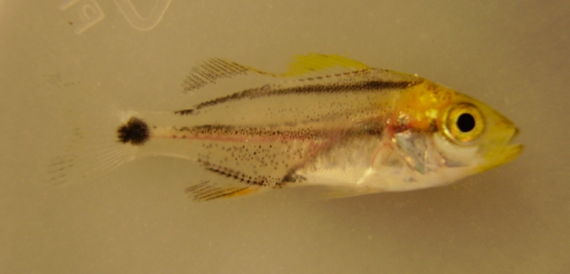 University of Florida & Rising Tide Updates: Dr. Matthew L. Wittenrich ...