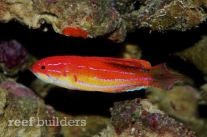 Paracheilinus attenuatus, the diamond tail flasher wrasse shows up at ...