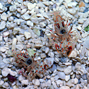 Rare Bongo shrimp want to eat your starfish | Reef Builders | The Reef ...