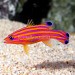 Candy Basslet shows up on Live Aquaria | Reef Builders | The Reef and ...