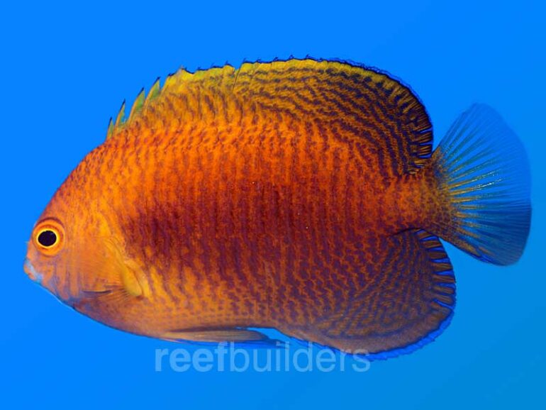 One of a kind Fisher x Potters pigmy angelfish hybrid | Reef Builders ...