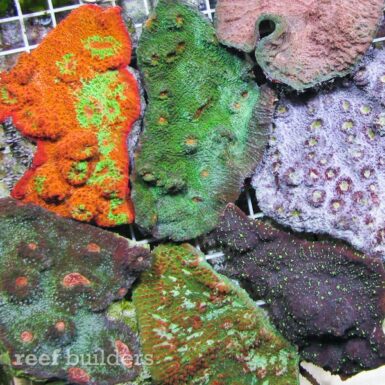 Chalice Coral Collage by Greenwich Aquaria | Reef Builders | The Reef ...