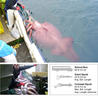 Colossal Squid Caught off Antarctica, length 43FT! | Reef Builders ...