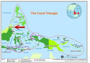New corals being exported from East Malaysia, Borneo, just inside the ...