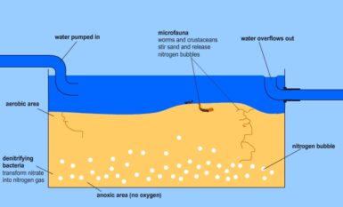 Deep Sand Bed (DSB) Diagram | Reef Builders | The Reef and Saltwater ...