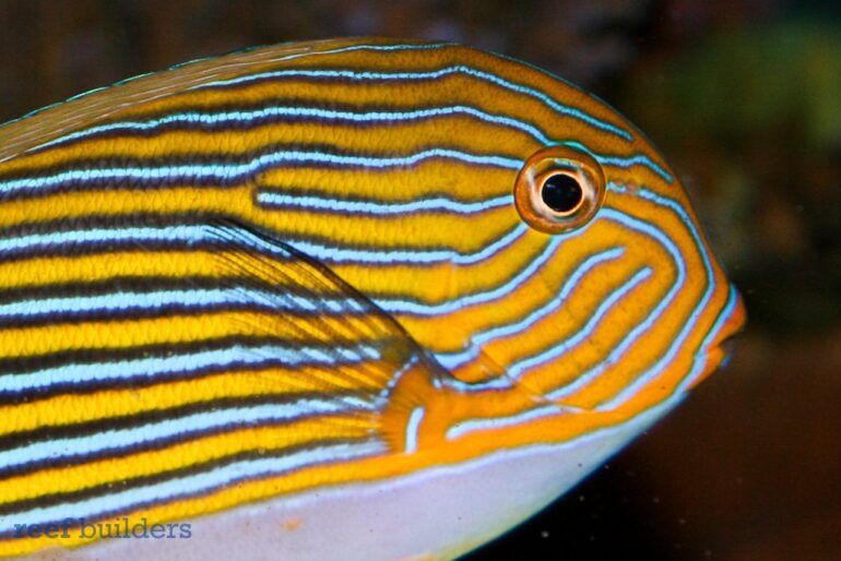 HLLE: New observations and suggestions for treatment | Reef Builders ...