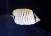 Hybrid butterflyfish from Hawaii blends Chaetodon miliaris and C ...