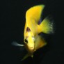 Yellow Holacanthus angelfish is not quite a queen, nor a rock beauty ...