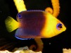 Rare Fish: Joculator Angelfish, Centropyge joculator | Reef Builders ...