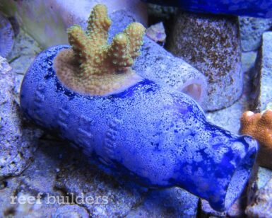 Live Bottles are reborn as Aquacultured Art by Atlantic Reef ...