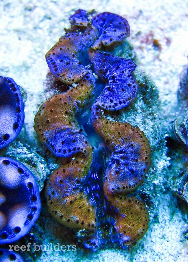 Gold foil blue maxima clam from ReefKoi is practically one of a kind ...