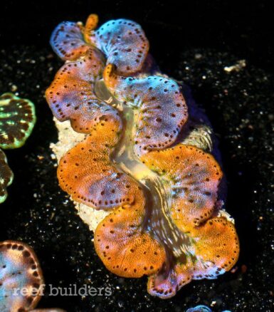 Gold foil blue maxima clam from ReefKoi is practically one of a kind ...