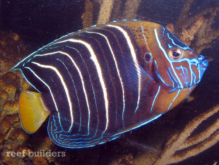 Some tips and tricks to keep coral munching fish in a reef aquarium ...