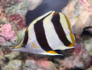 Prognathodes basabei, the Orange Margin butterflyfish pushes the limits ...