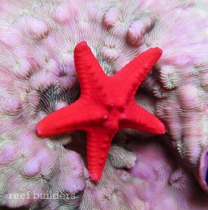 Scientists Solve the Puzzle of Starfish Body Design | Reef Builders ...