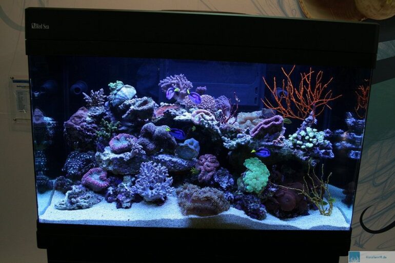 Red Sea Max 250 - 66 gallon aquarium | Reef Builders | The Reef and ...