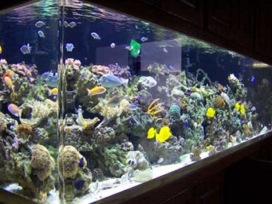 Reef Builders Guide: How to setup a Reef Tank | Reef Builders | The ...