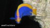 Resplendent Angelfish, Centropyge resplendens: HD video of a captive ...