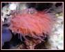 All Rhizotrochus are illegally collected and imported | Reef Builders ...