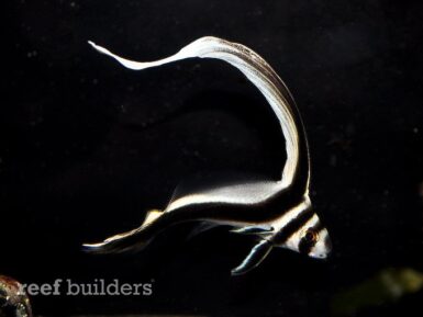 Spotted Drum - Another Look at a Spotlight-Worthy Species | Reef ...