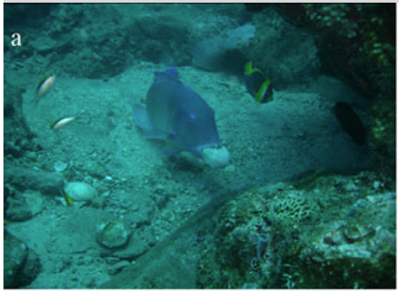 Tool use is suggested by a clam-smashing tuskfish (angelfish know what ...