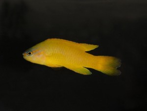 Yellow Assessor Basslets (Assessor flavissimus) available again from ...
