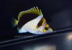 Gold Crown Butterflyfish variant shows up in Japan | Reef Builders ...