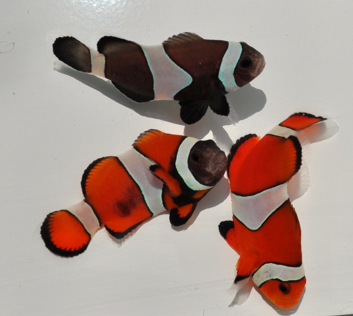 Sustainable Aquatics’ Color-Changing Ocellaris Clownfish is a pretty ...