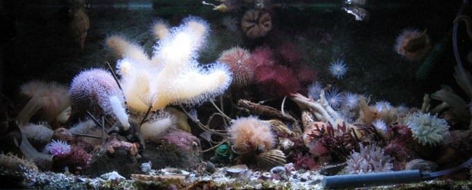 Scandinavian cold water aquariums a lot more diverse than you might ...
