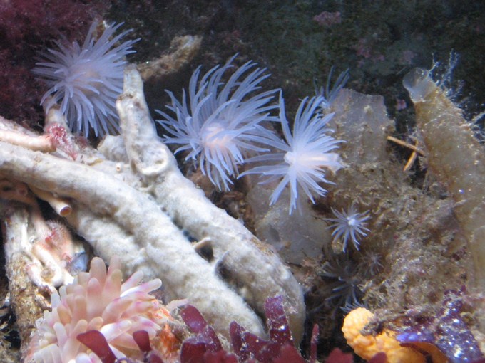 Scandinavian cold water aquariums a lot more diverse than you might ...