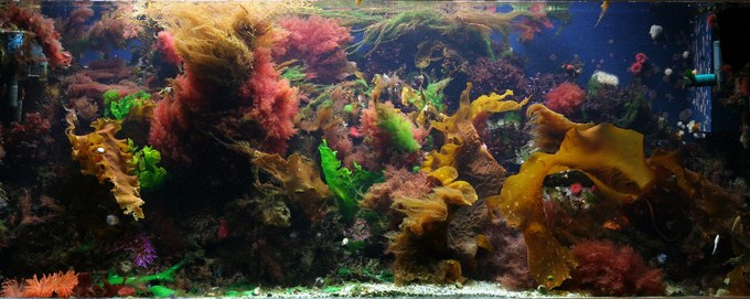 Scandinavian cold water aquariums a lot more diverse than you might ...