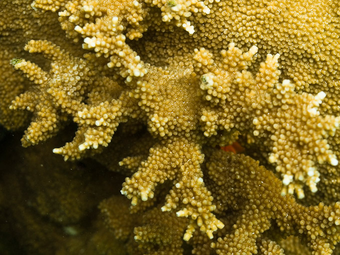 Coral Morphologic’s Colin Foord to speak on urban Acropora at TEDxMiami ...