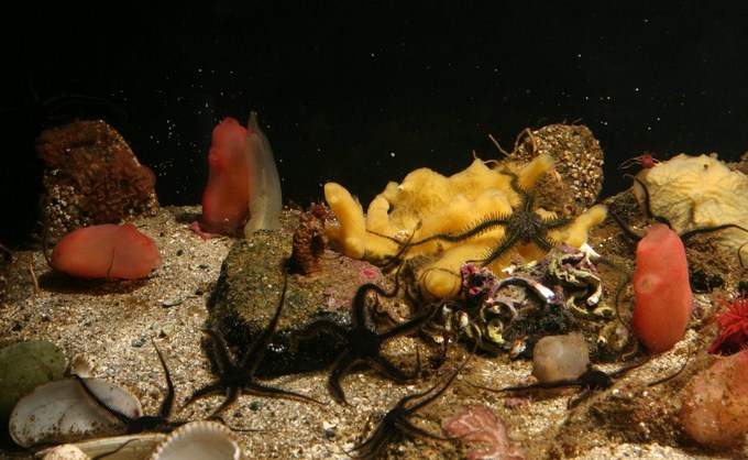 Scandinavian cold water aquariums a lot more diverse than you might ...