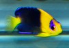 A fresh crop of joculator angelfish come to the U.S. via Global Reef ...