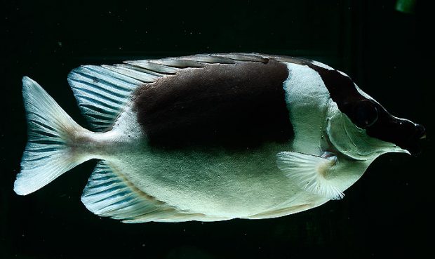 Siganus magnificus: Now THIS is how a magnificent foxface should look ...